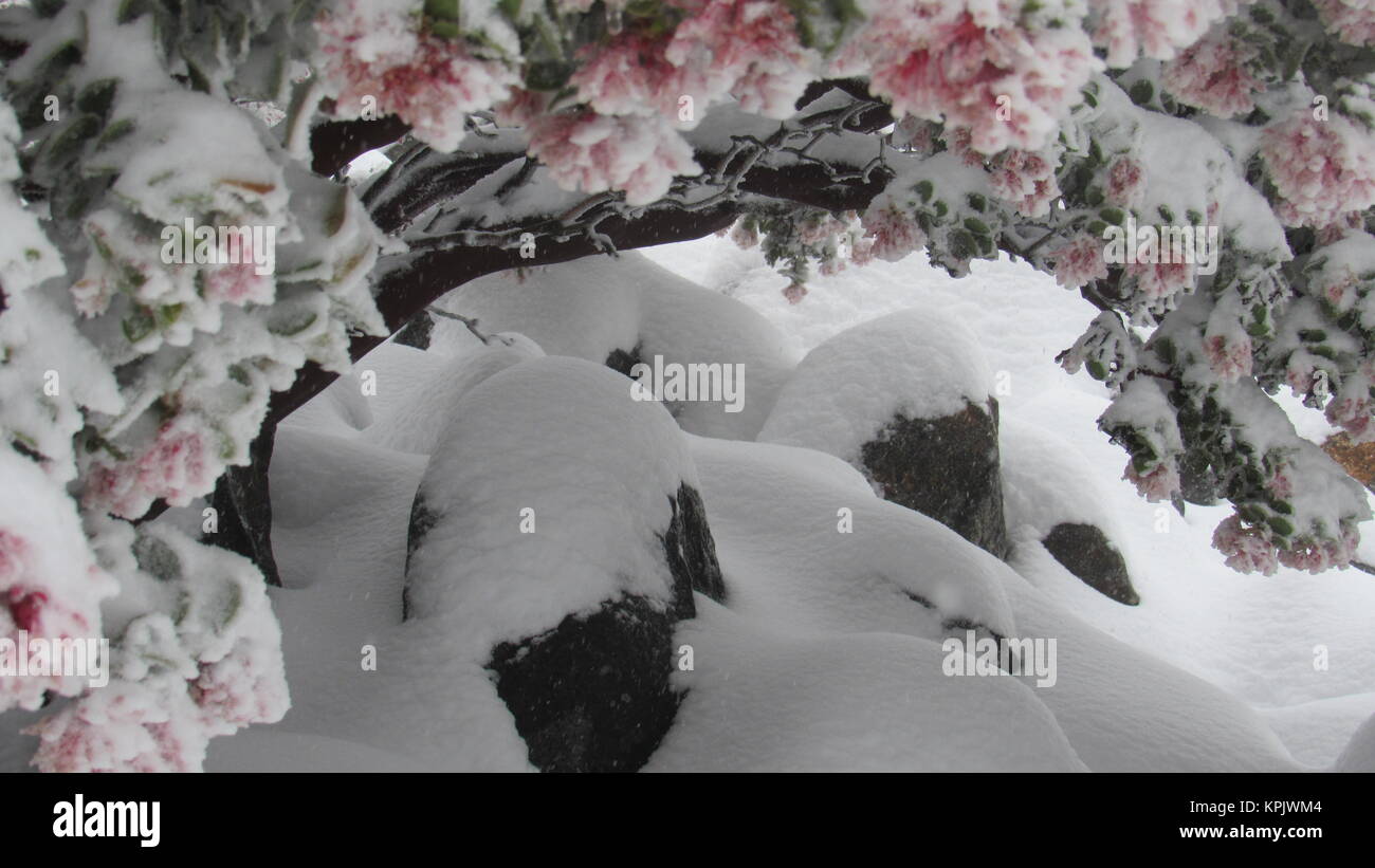 Snow and flowers Stock Photo - Alamy