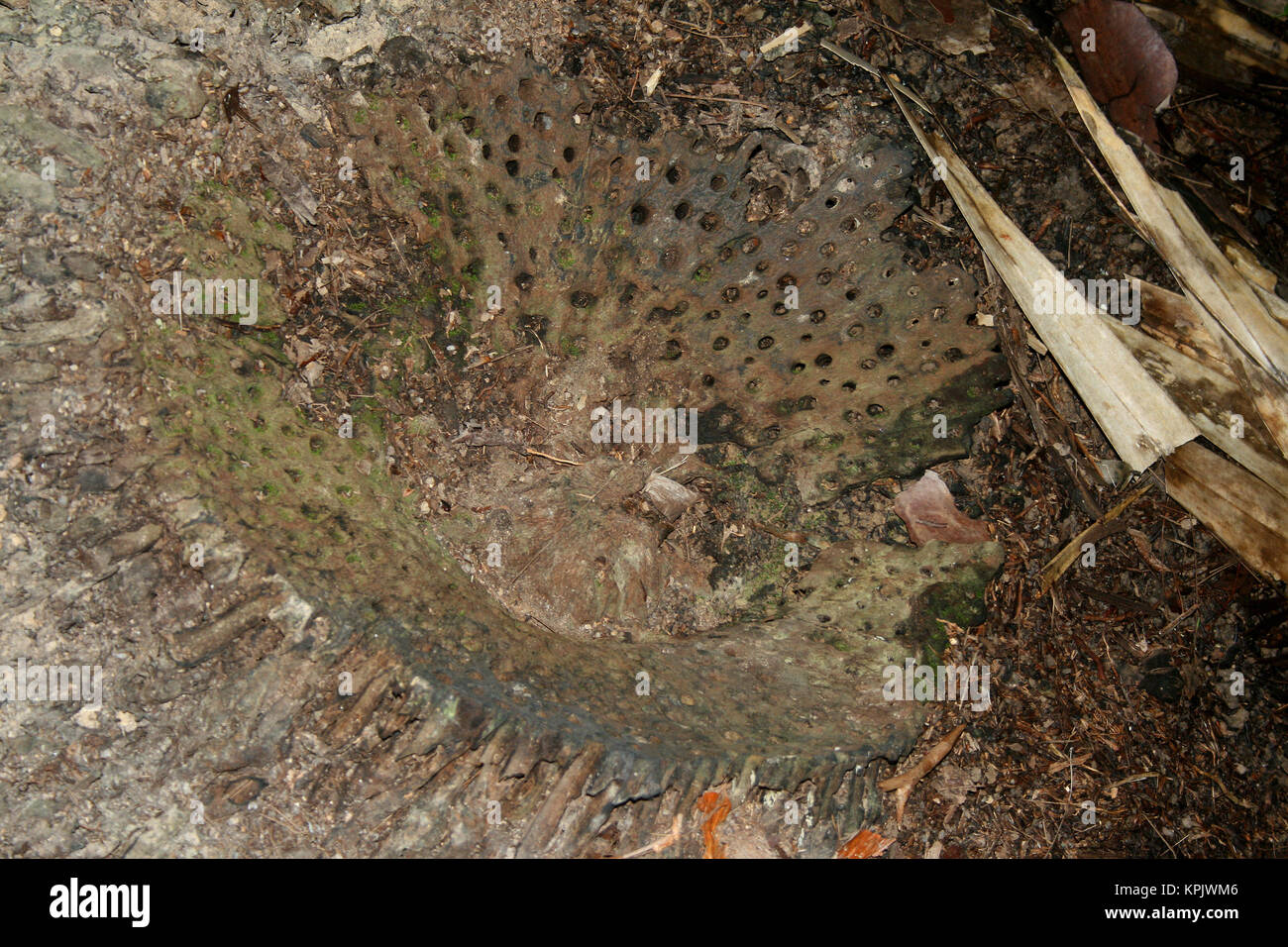 Dent in ground, remains of uprooted coco de mer tree/fruit, Praslin ...