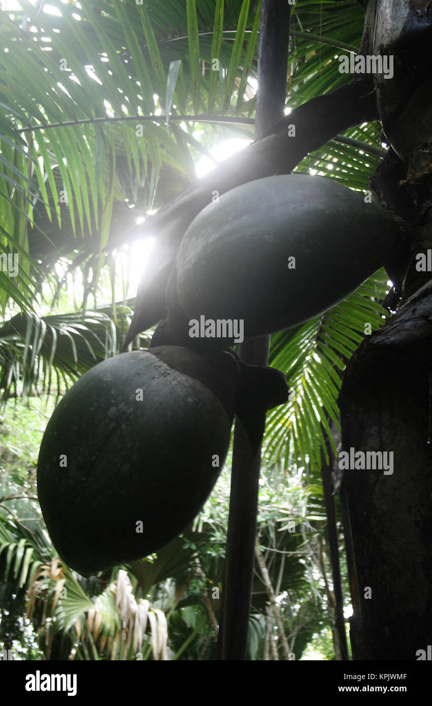 Coco de mer palm hi-res stock photography and images - Alamy
