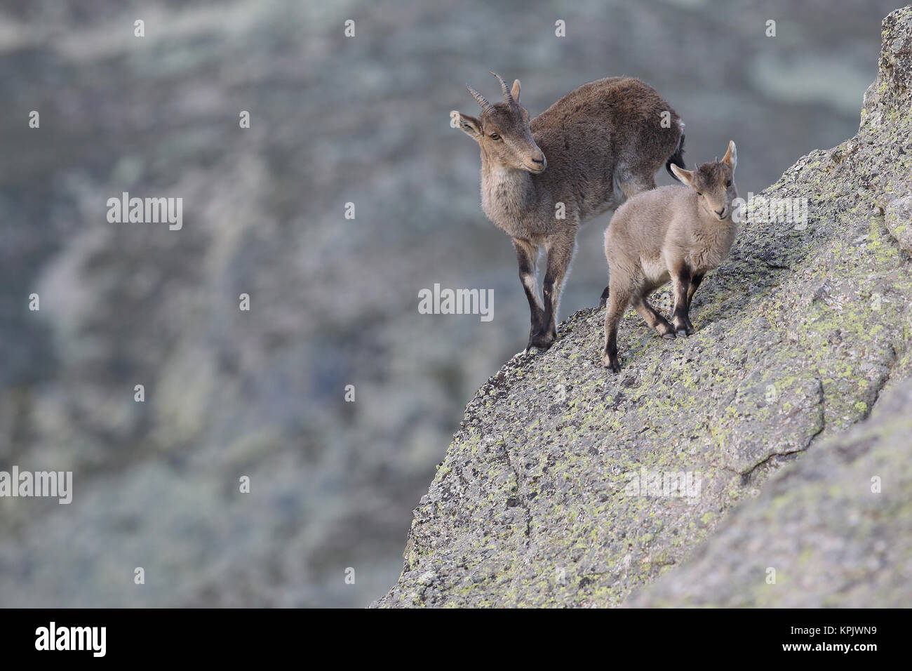 Iberian wild goat mating season Stock Photo - Alamy