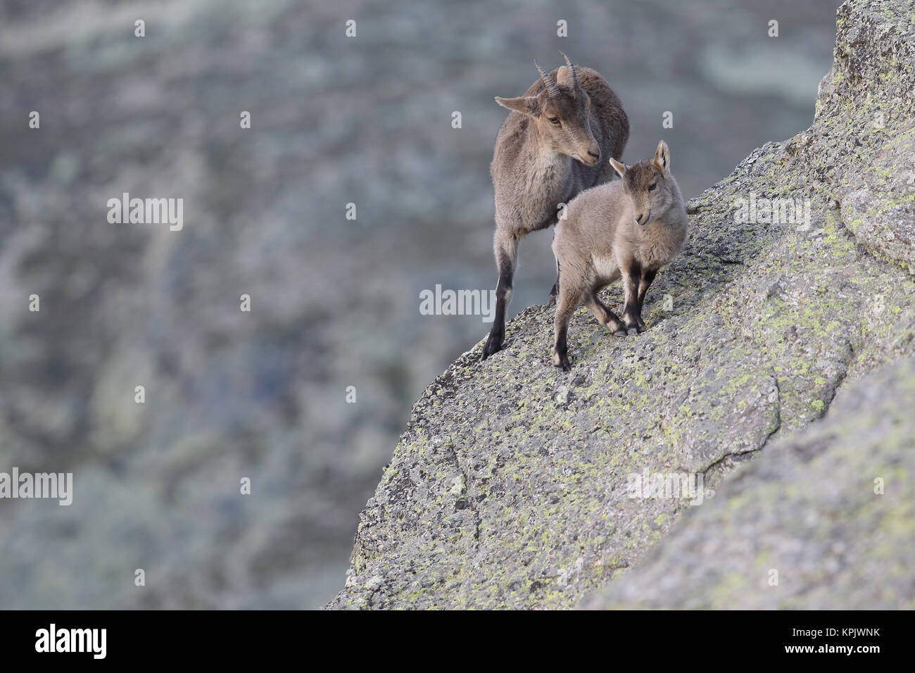 Iberian wild goat mating season Stock Photo - Alamy