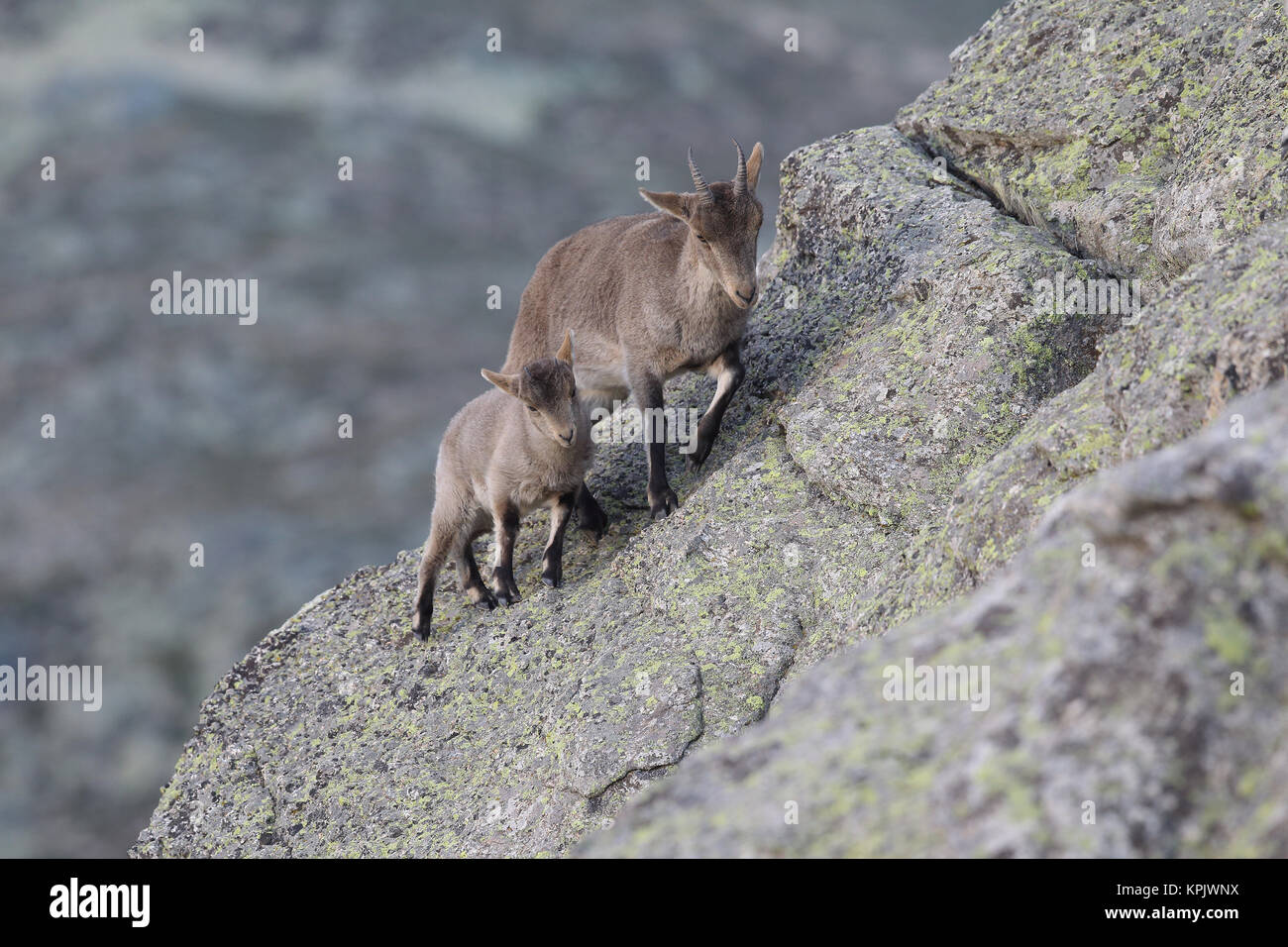 Iberian wild goat mating season Stock Photo - Alamy