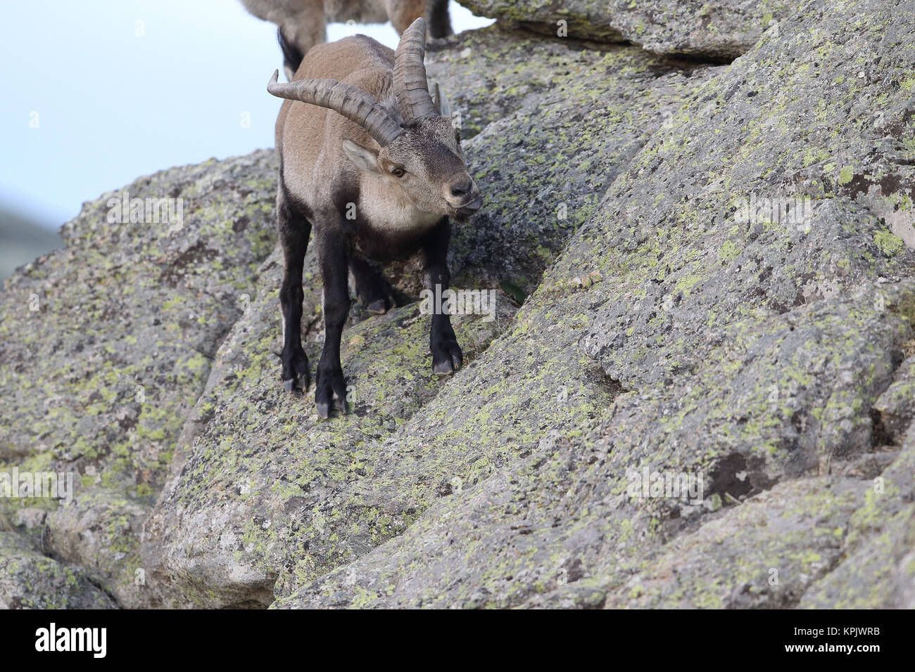 Iberian wild goat mating season Stock Photo - Alamy