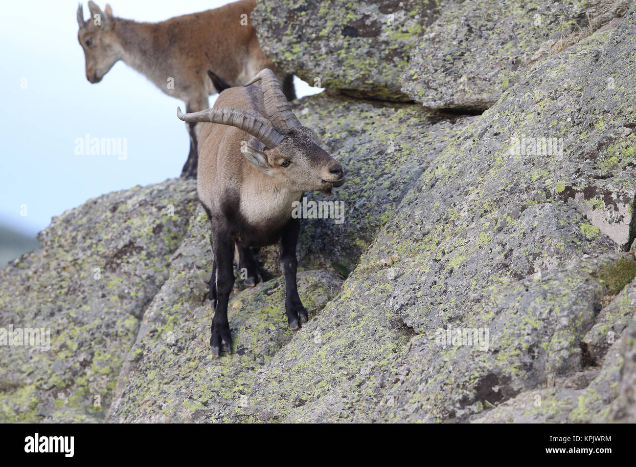 Iberian wild goat mating season Stock Photo - Alamy