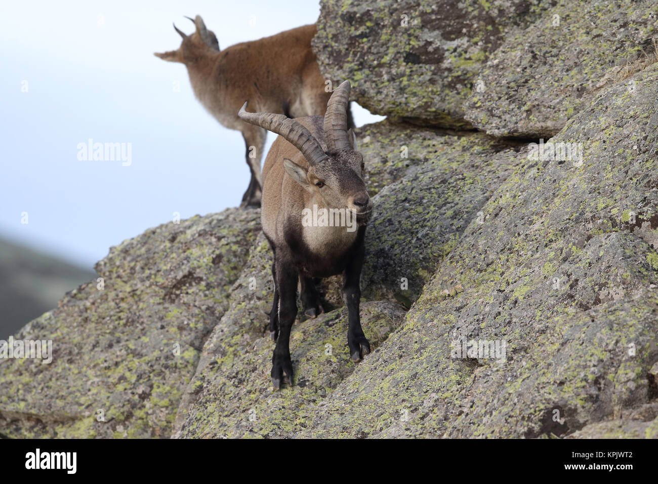 Iberian wild goat mating season Stock Photo - Alamy