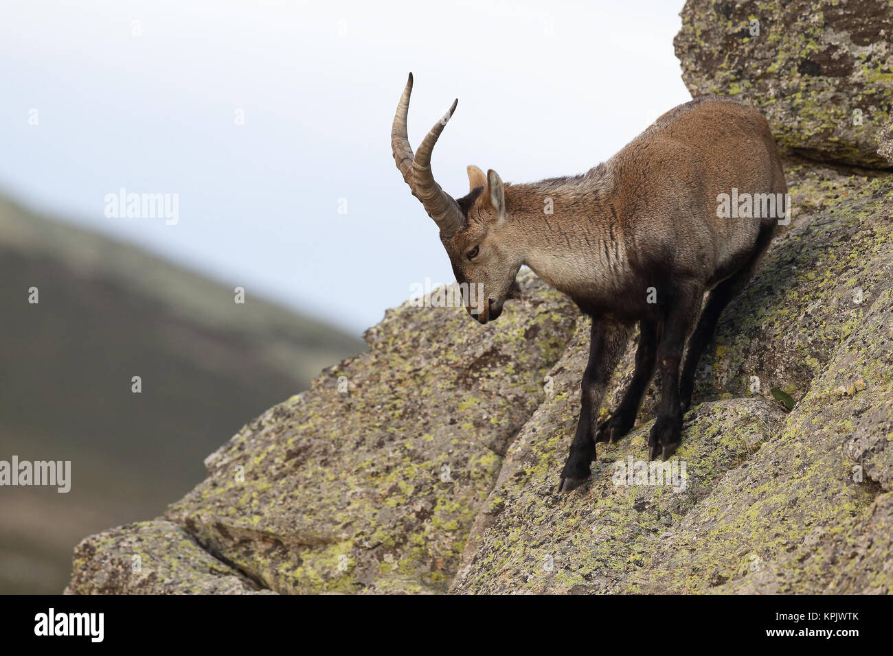 Iberian wild goat mating season Stock Photo - Alamy