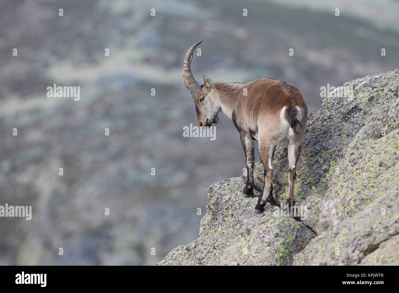 Iberian wild goat mating season Stock Photo - Alamy