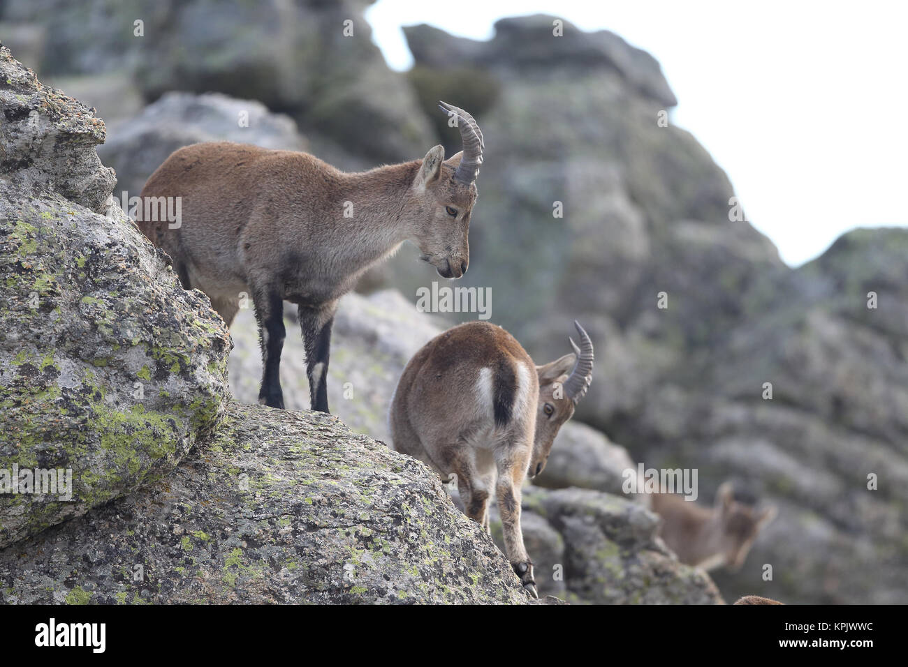 Iberian wild goat mating season Stock Photo - Alamy