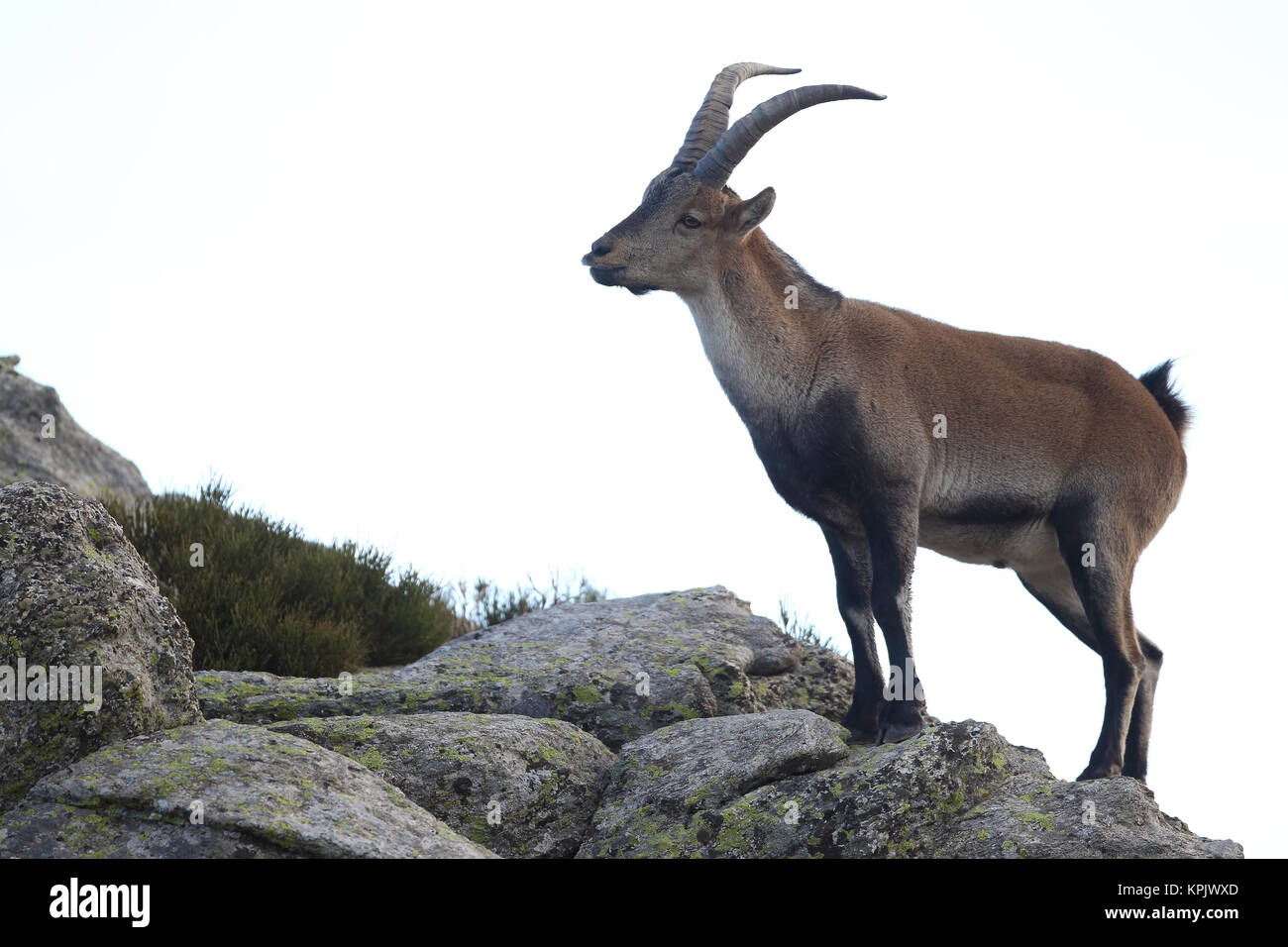 Iberian wild goat mating season Stock Photo - Alamy