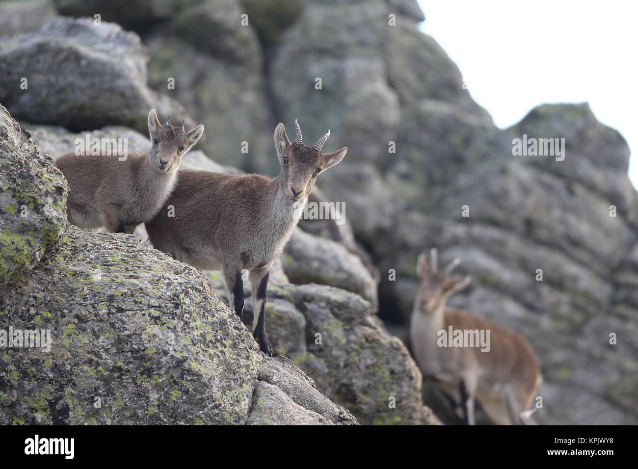 Iberian wild goat mating season Stock Photo - Alamy