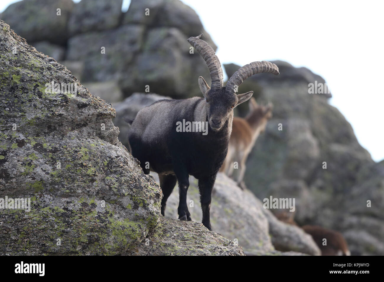 Iberian wild goat mating season Stock Photo - Alamy