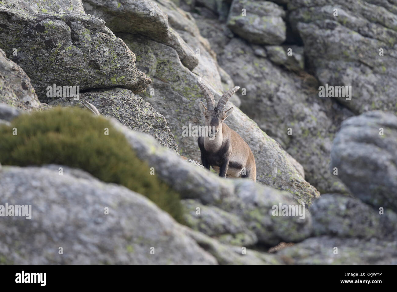 Iberian wild goat mating season Stock Photo - Alamy