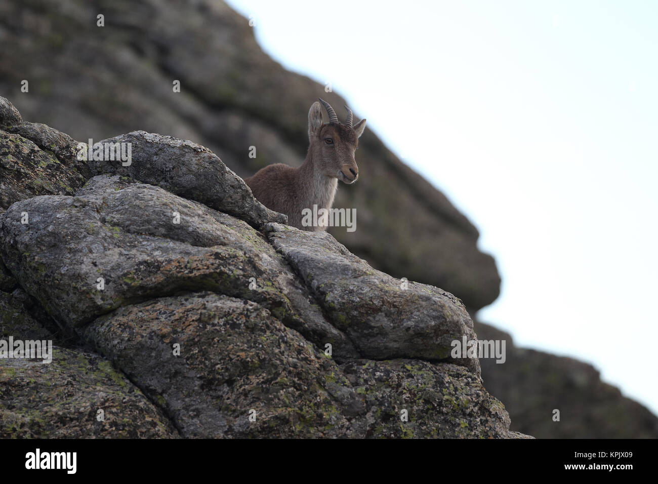 Iberian wild goat mating season Stock Photo - Alamy