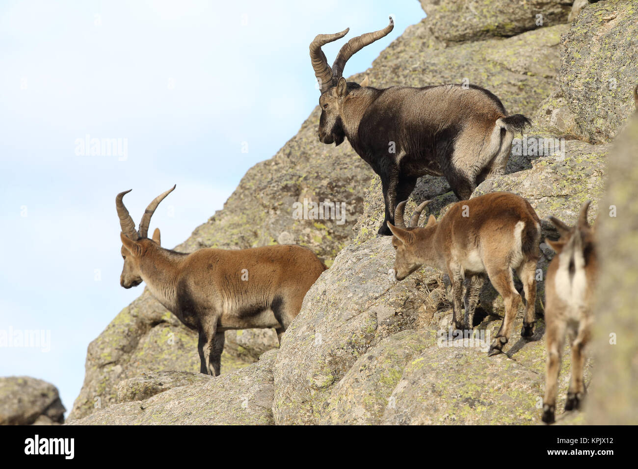 Iberian wild goat mating season Stock Photo - Alamy