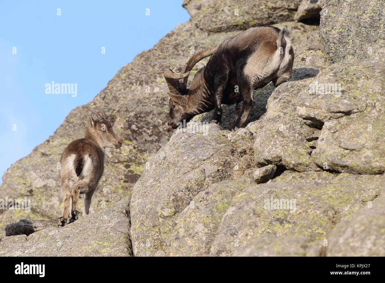 Iberian wild goat mating season Stock Photo - Alamy