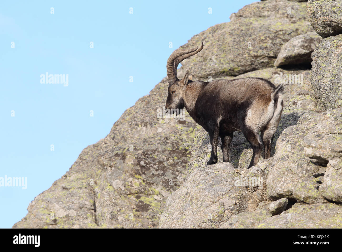 Iberian wild goat mating season Stock Photo - Alamy