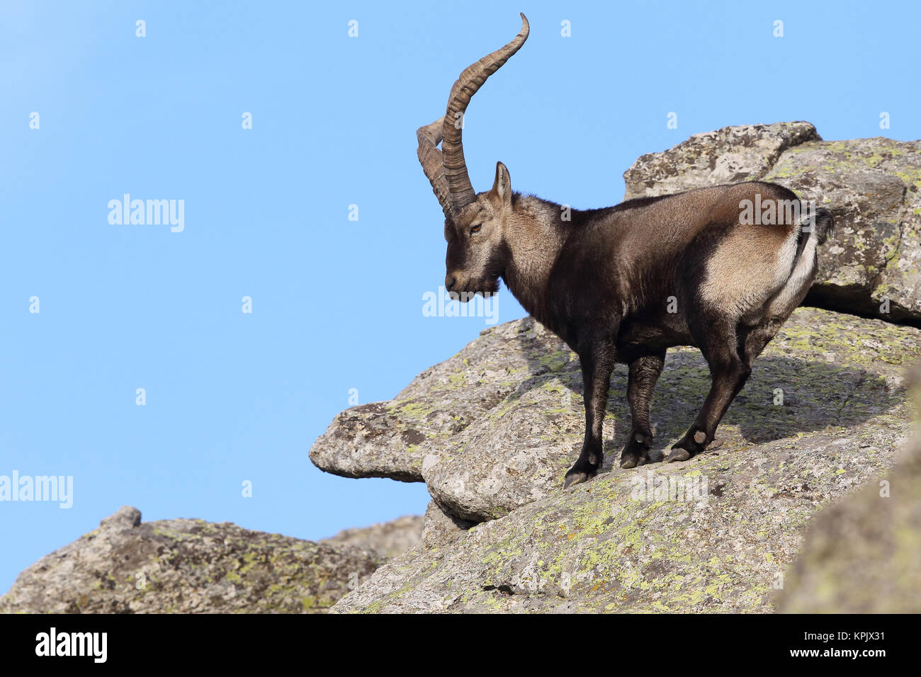 Iberian wild goat mating season Stock Photo - Alamy
