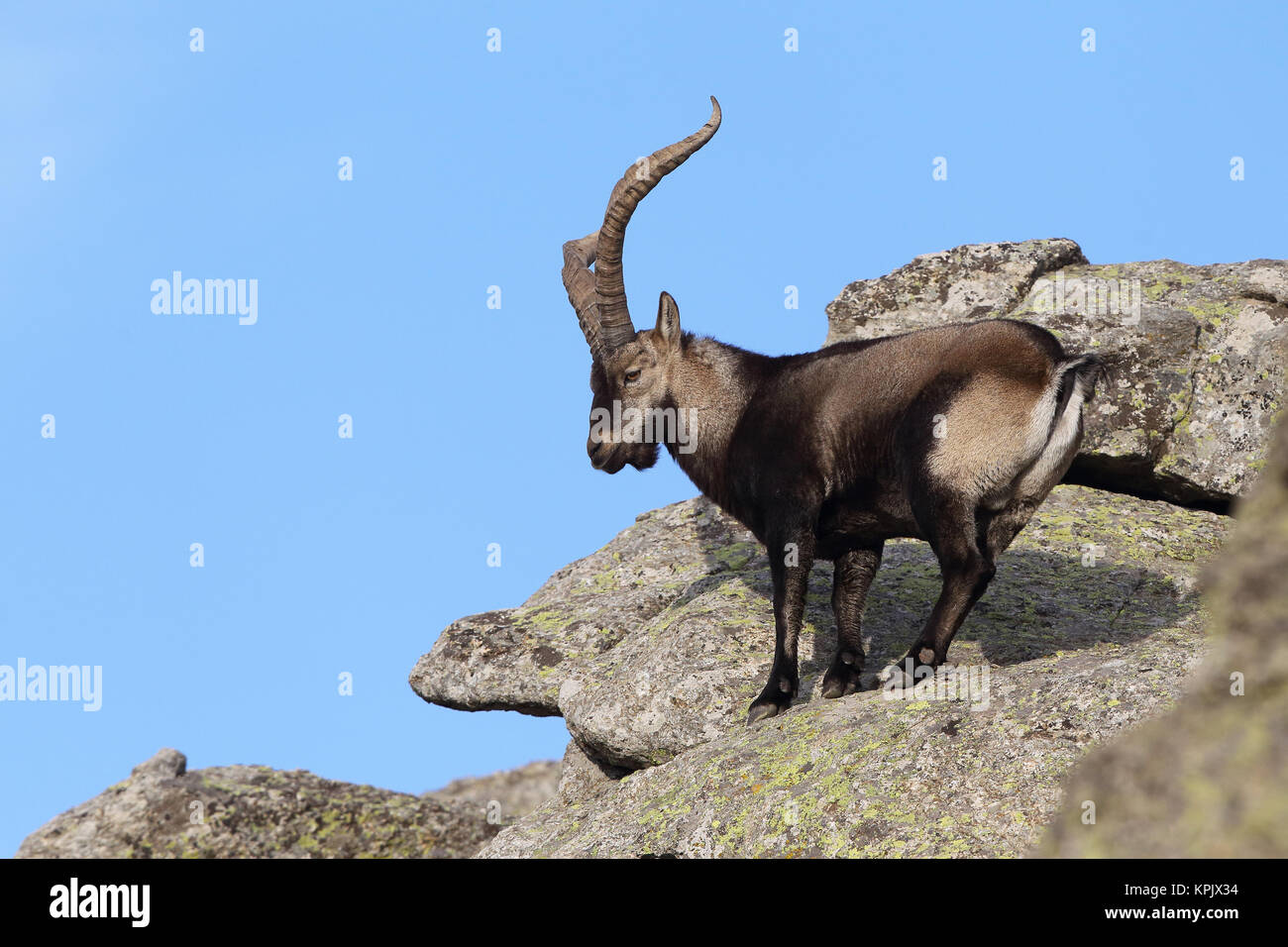 Iberian wild goat mating season Stock Photo - Alamy