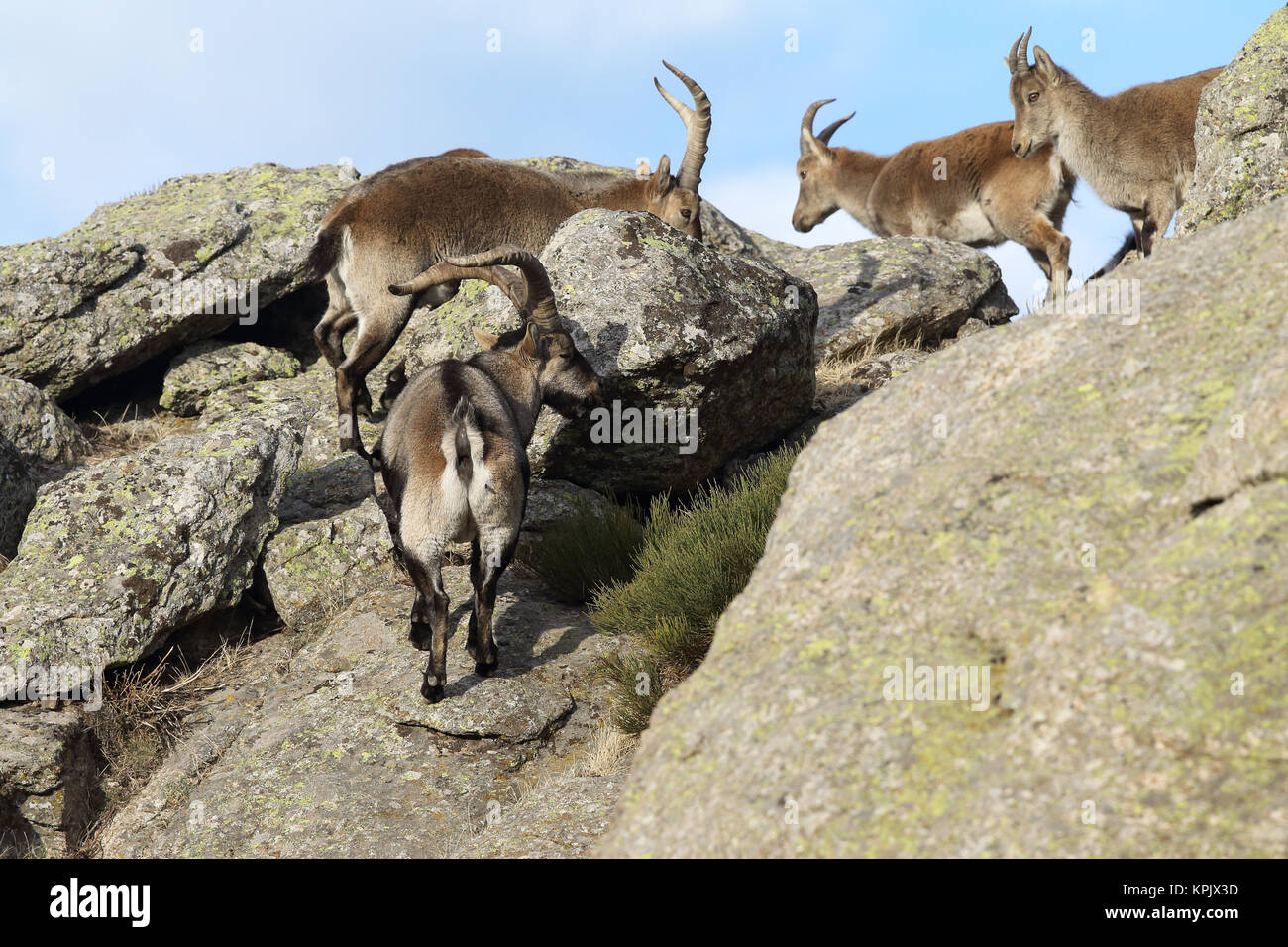 Iberian wild goat mating season Stock Photo - Alamy