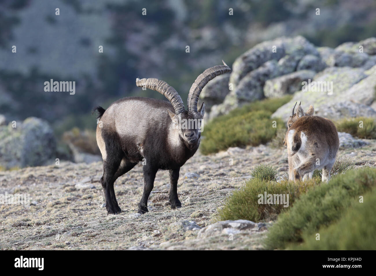 Iberian wild goat mating season Stock Photo - Alamy