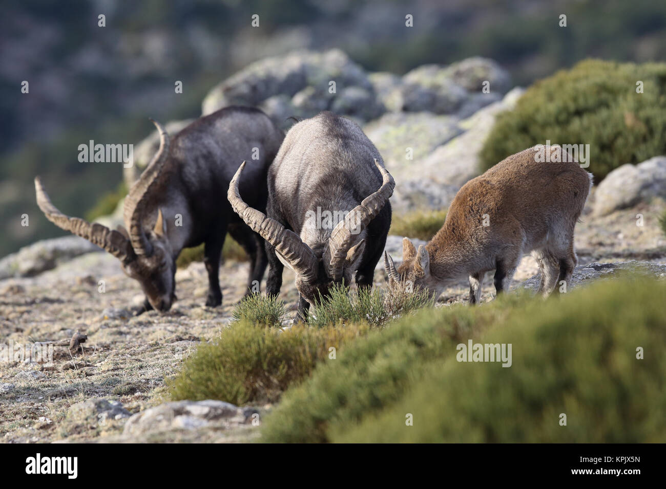 Iberian wild goat mating season Stock Photo - Alamy