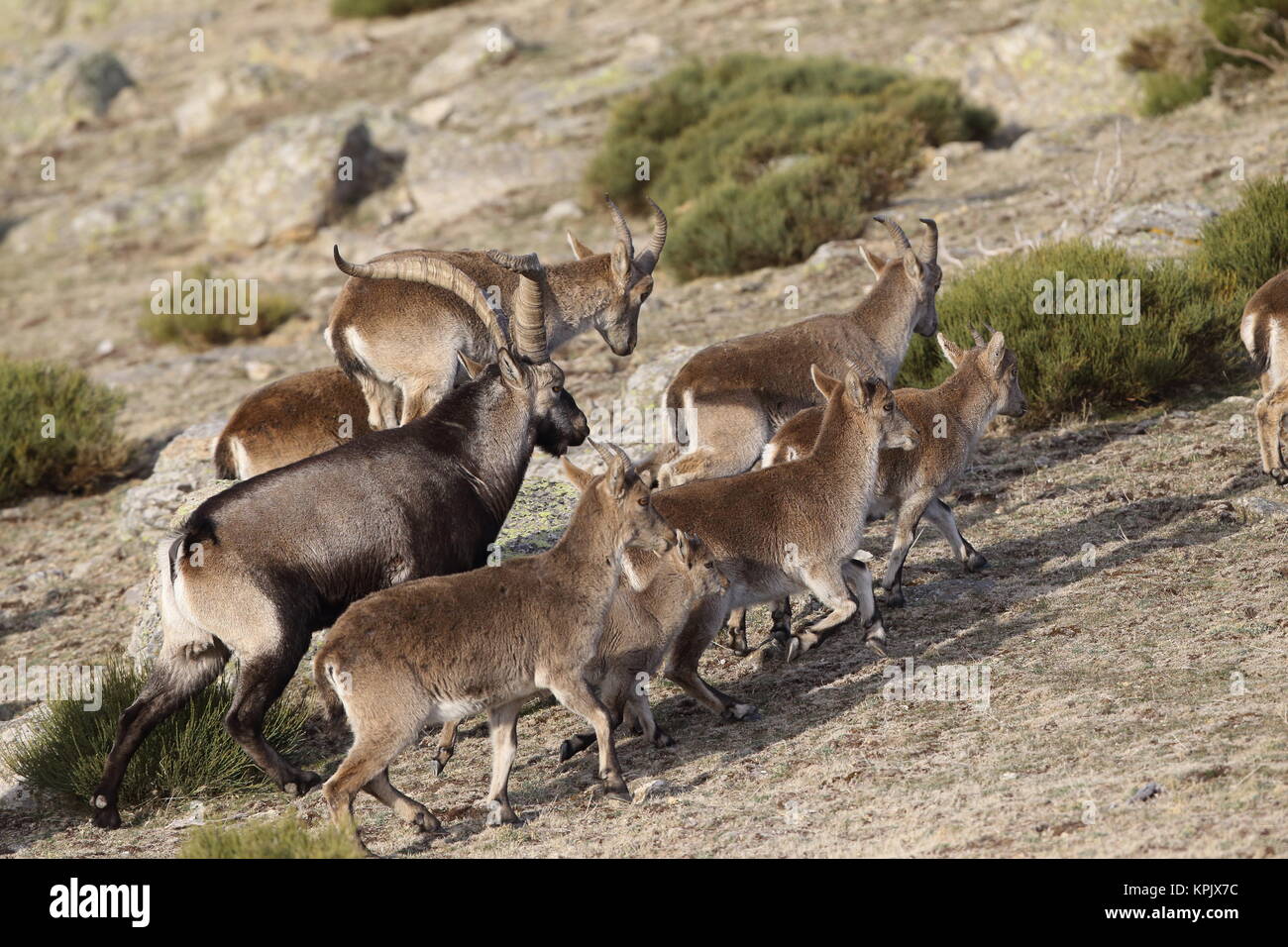Iberian wild goat mating season Stock Photo - Alamy