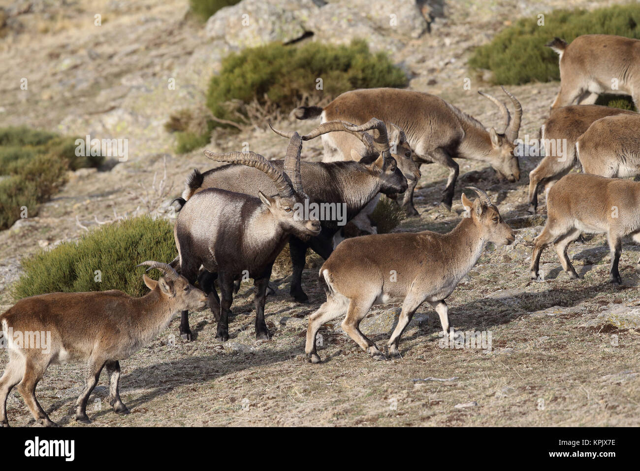 Iberian wild goat mating season Stock Photo - Alamy