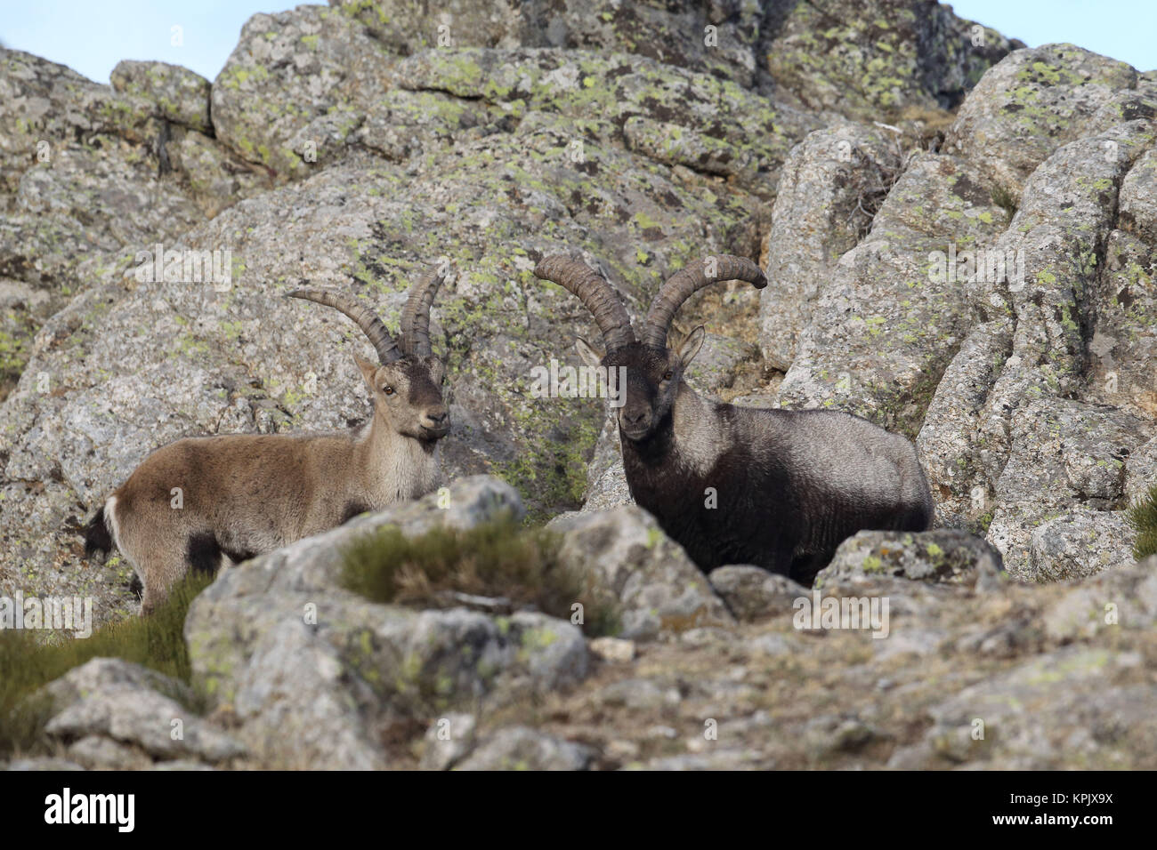 Iberian wild goat mating season Stock Photo - Alamy