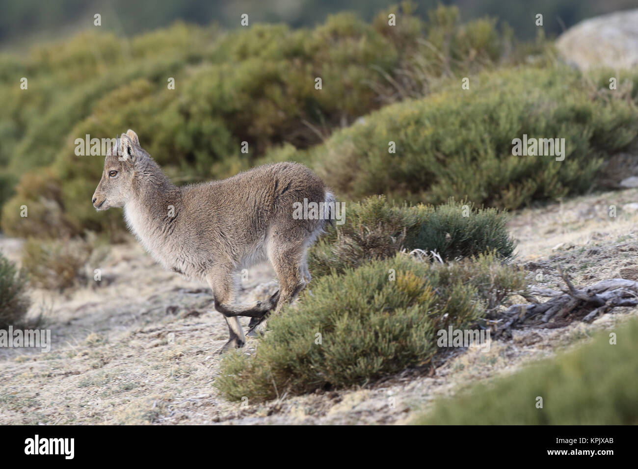 Iberian wild goat mating season Stock Photo - Alamy