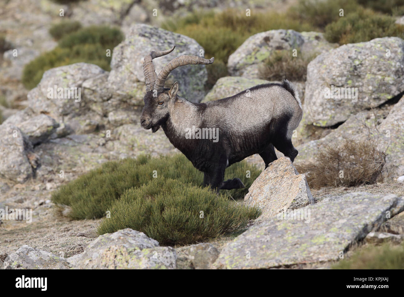 Iberian wild goat mating season Stock Photo - Alamy