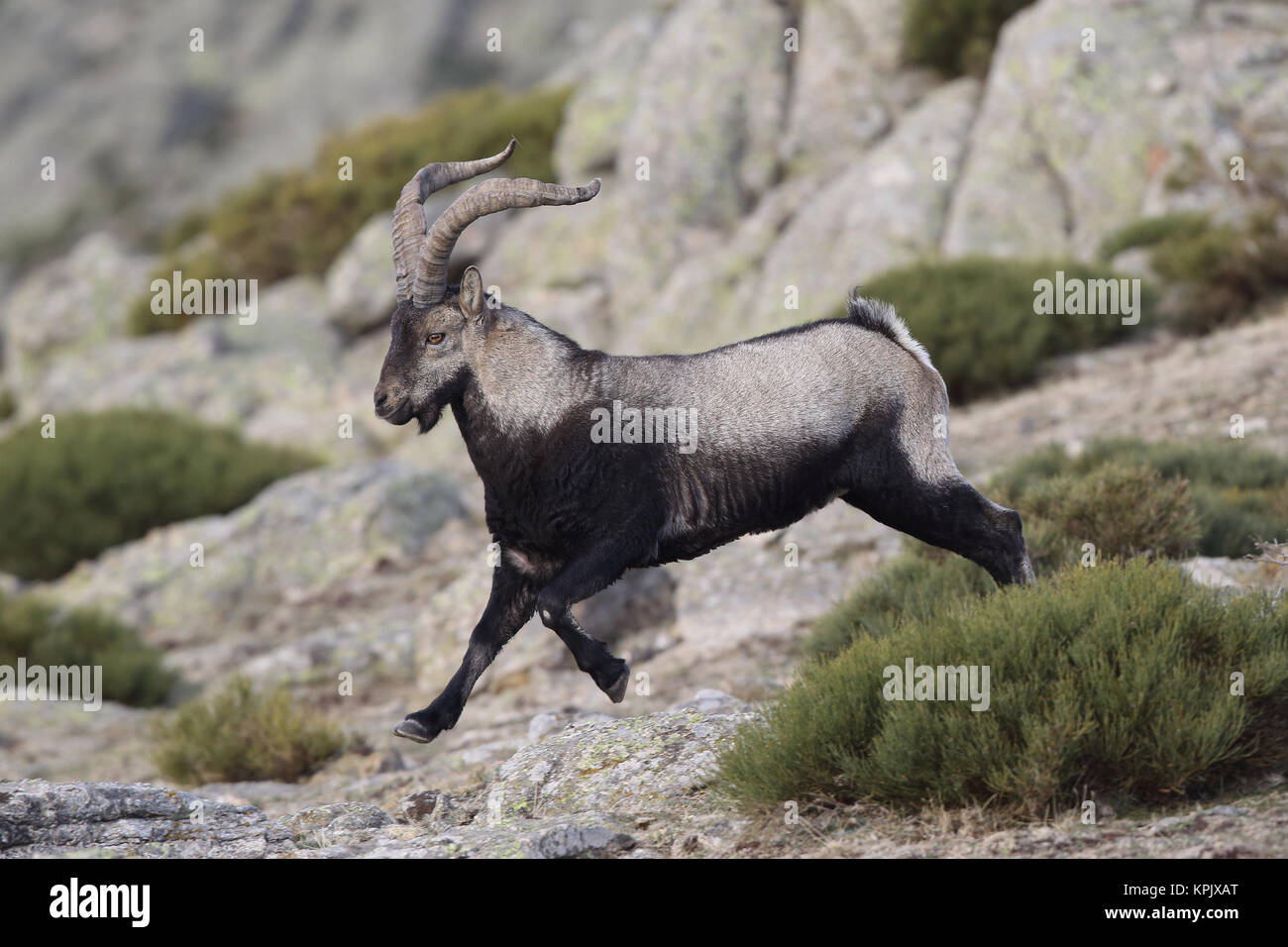 Iberian wild goat mating season Stock Photo - Alamy