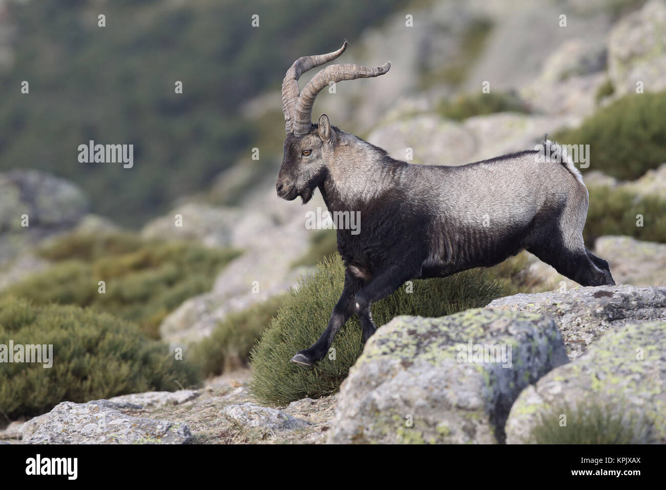 Iberian wild goat mating season Stock Photo - Alamy