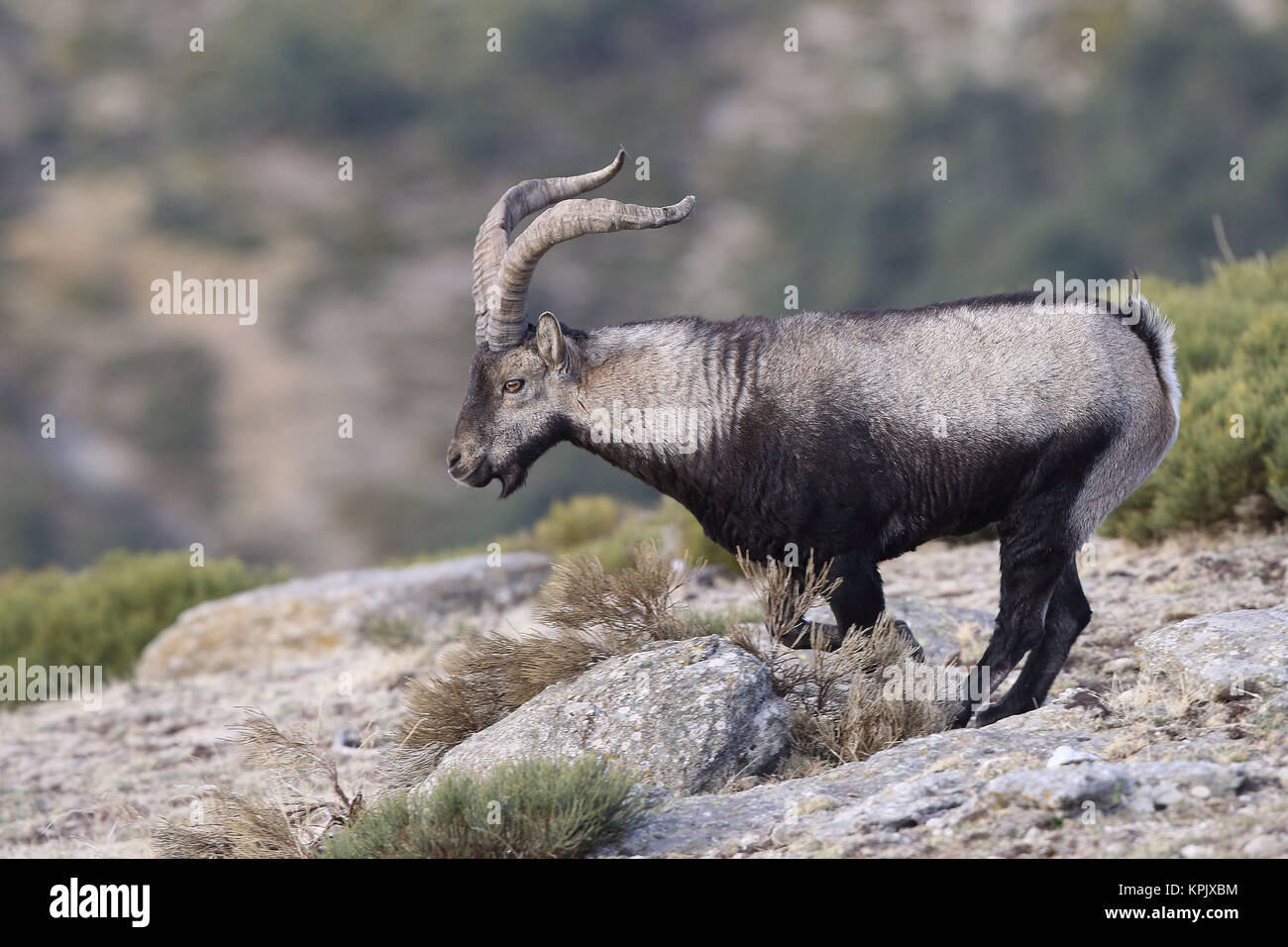 Iberian wild goat mating season Stock Photo - Alamy