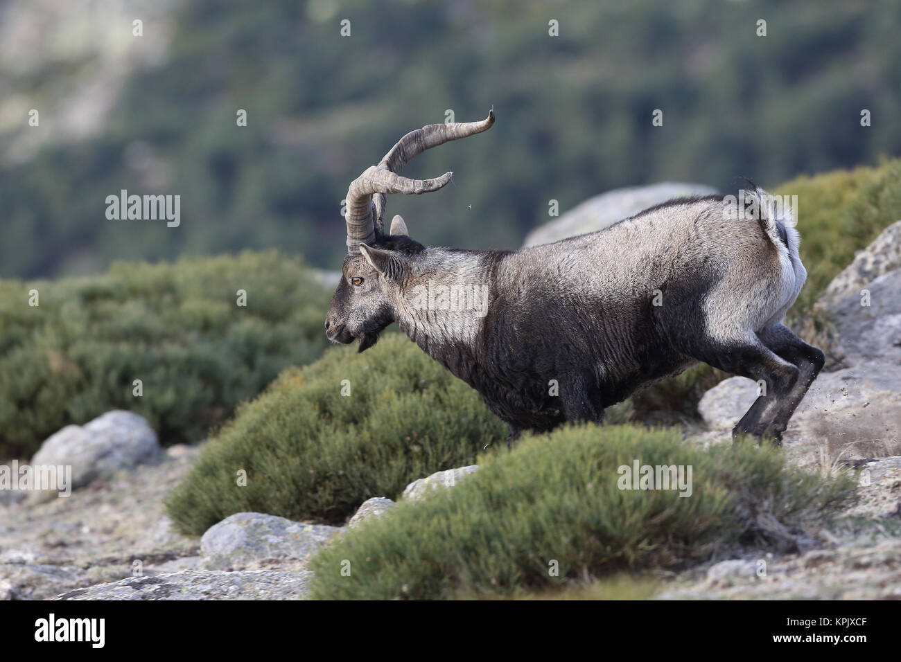Iberian wild goat mating season Stock Photo - Alamy