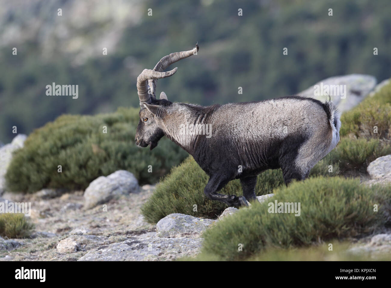Iberian wild goat mating season Stock Photo - Alamy
