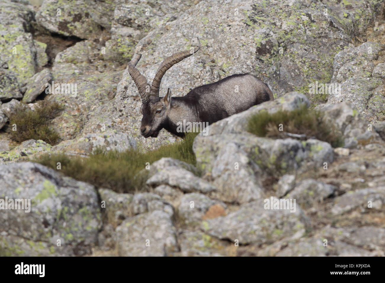 Iberian wild goat mating season Stock Photo - Alamy