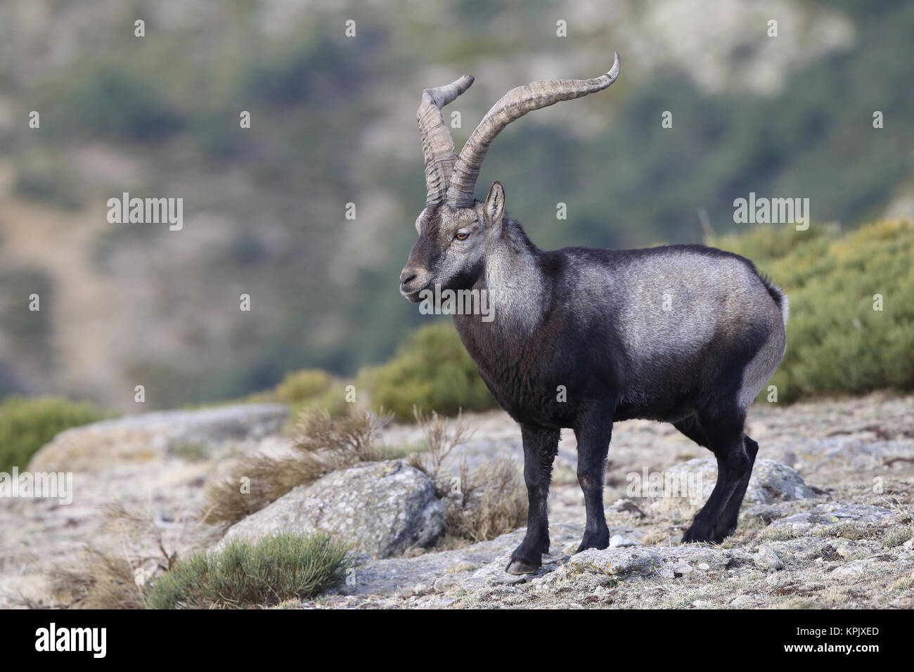 Iberian wild goat mating season Stock Photo - Alamy