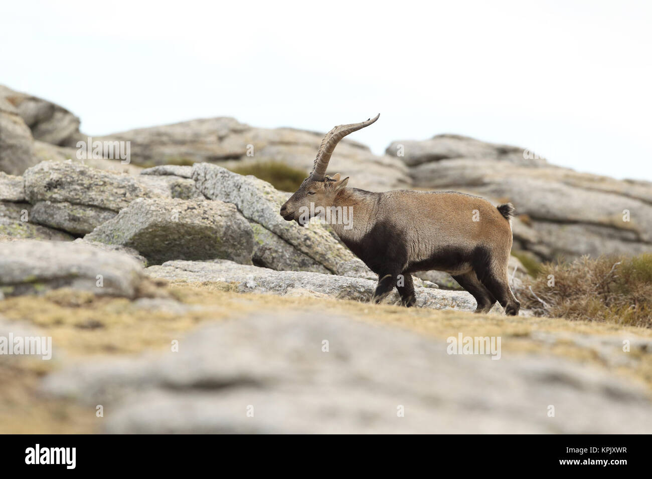 Iberian wild goat mating season Stock Photo - Alamy