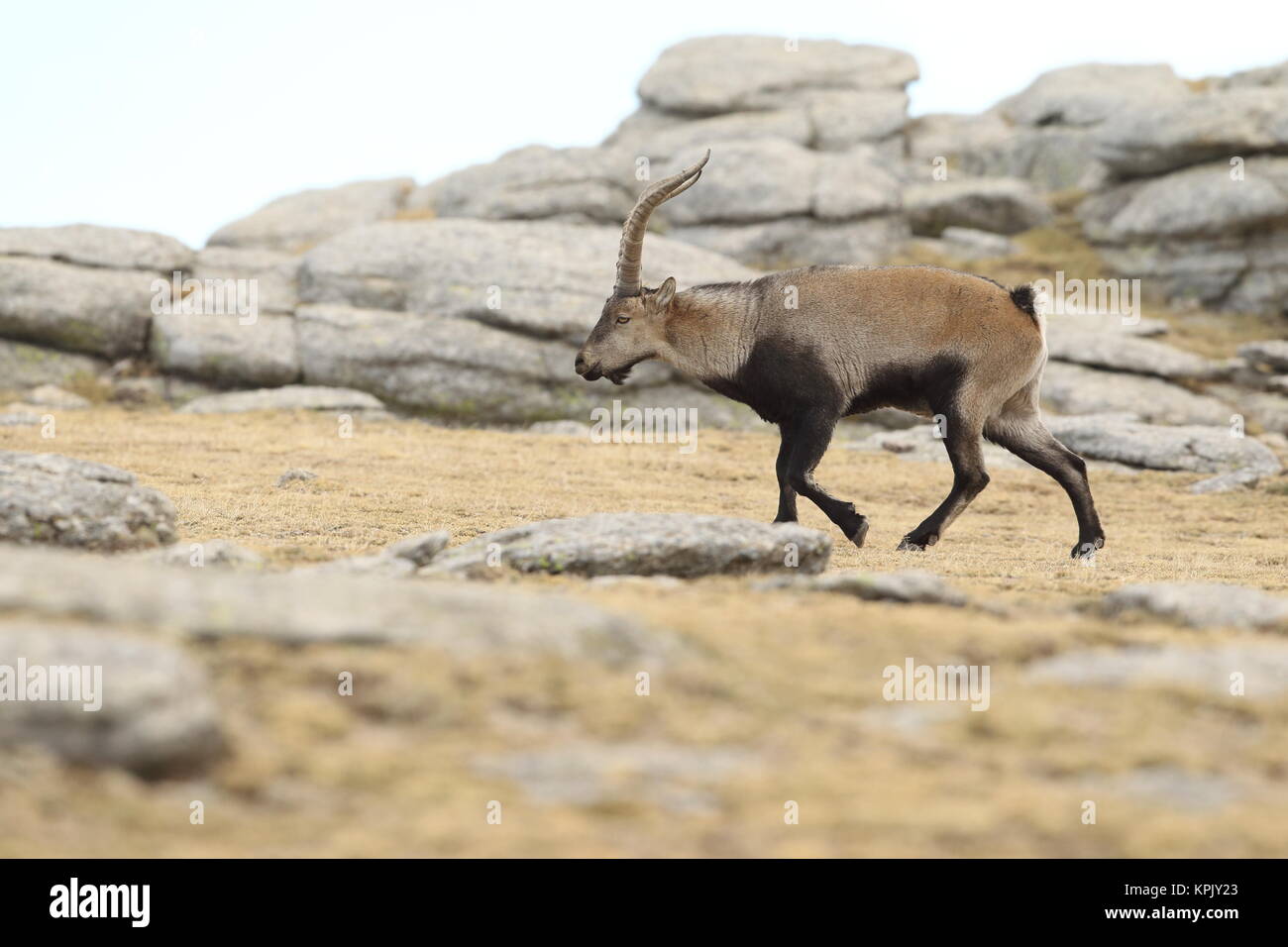Iberian wild goat mating season Stock Photo - Alamy