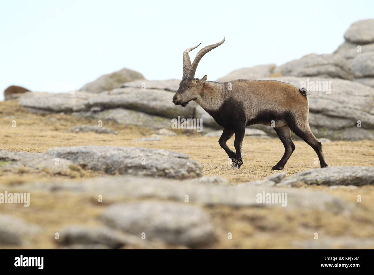 Iberian wild goat mating season Stock Photo - Alamy