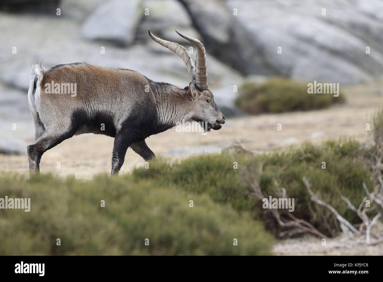 Iberian wild goat mating season Stock Photo - Alamy