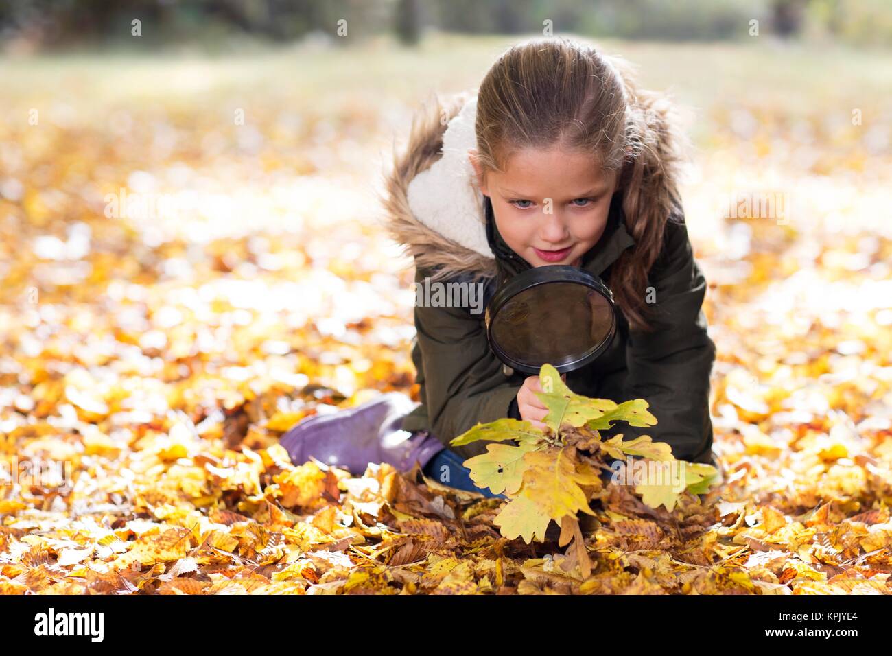 Young girl collecting Autumn leaves Stock Photo - Alamy