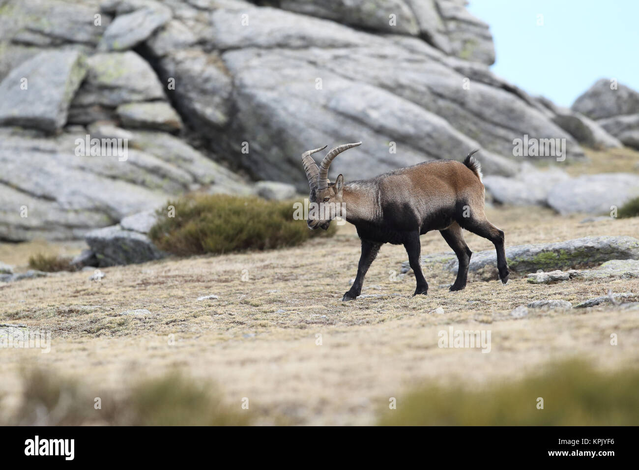 Iberian wild goat mating season Stock Photo - Alamy