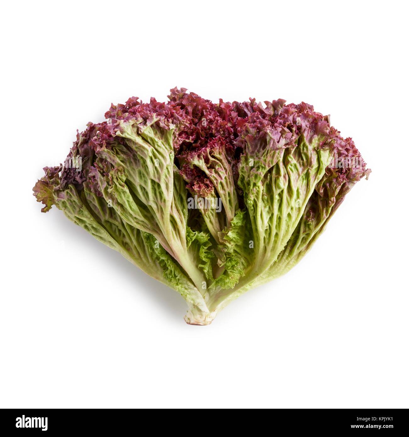 Lollo rosso lettuce against a white background Stock Photo - Alamy