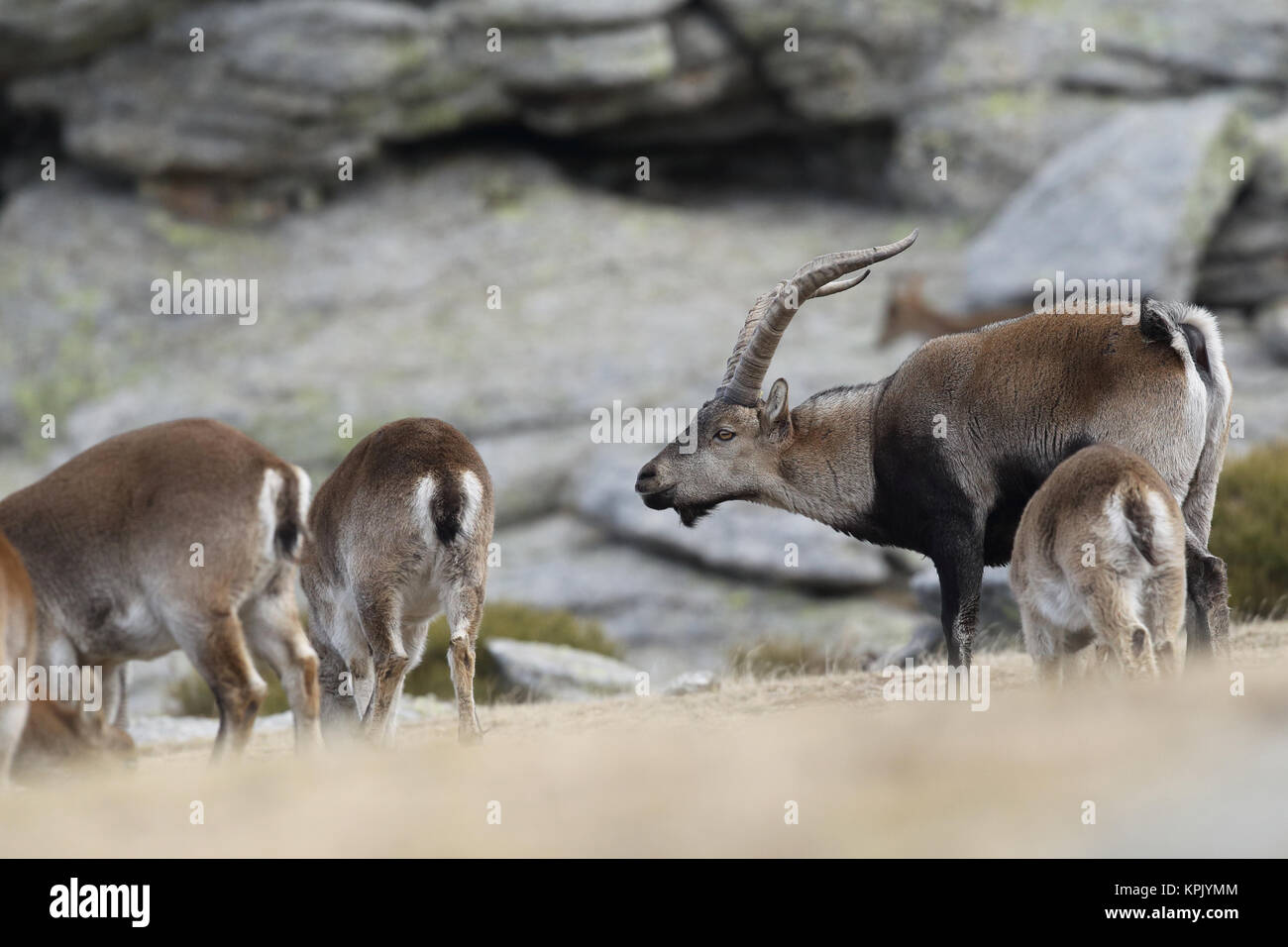 Iberian wild goat mating season Stock Photo - Alamy