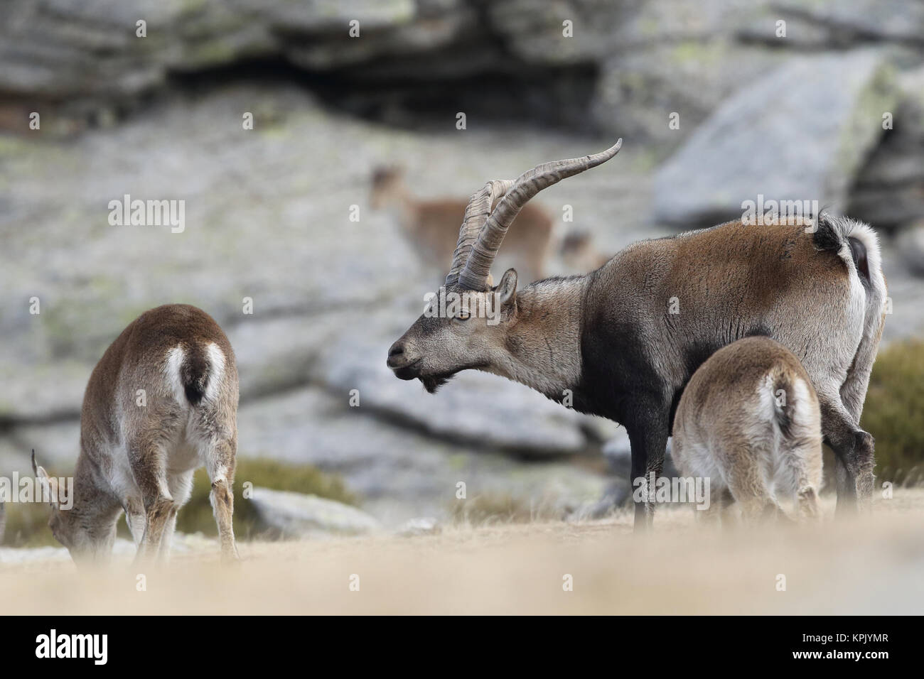 Iberian wild goat mating season Stock Photo - Alamy