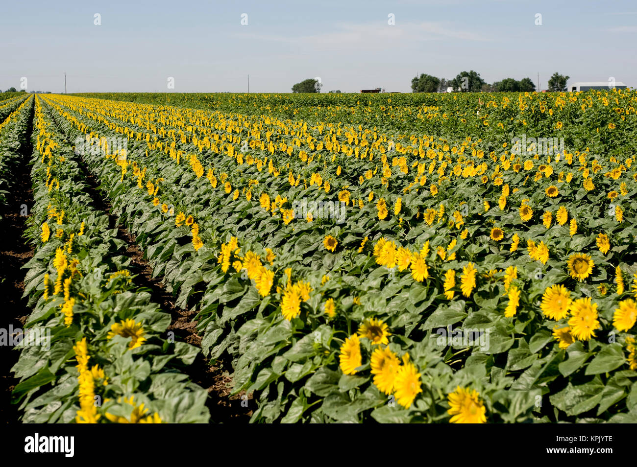 Row rows of flowers hi-res stock photography and images - Alamy