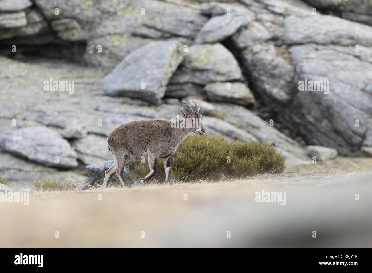Iberian wild goat mating season Stock Photo - Alamy