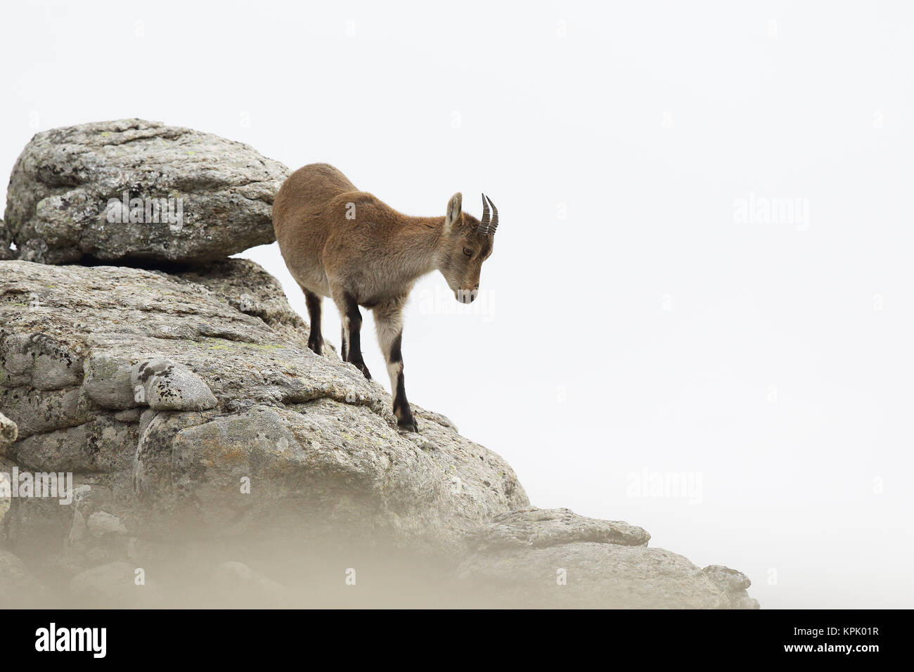 Iberian wild goat mating season Stock Photo - Alamy