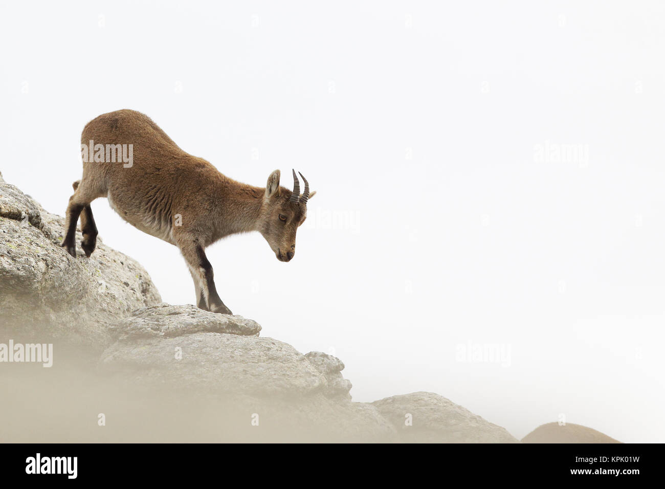 Iberian wild goat mating season Stock Photo - Alamy